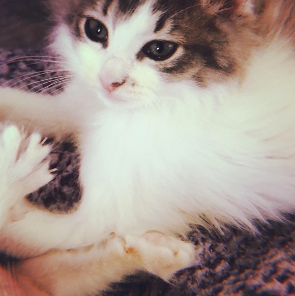 Listen: nighTime - "Animals" -- Obscure Sound