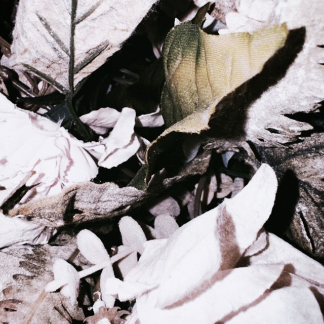 Listen: Diana Omar - "gold" -- Obscure Sound